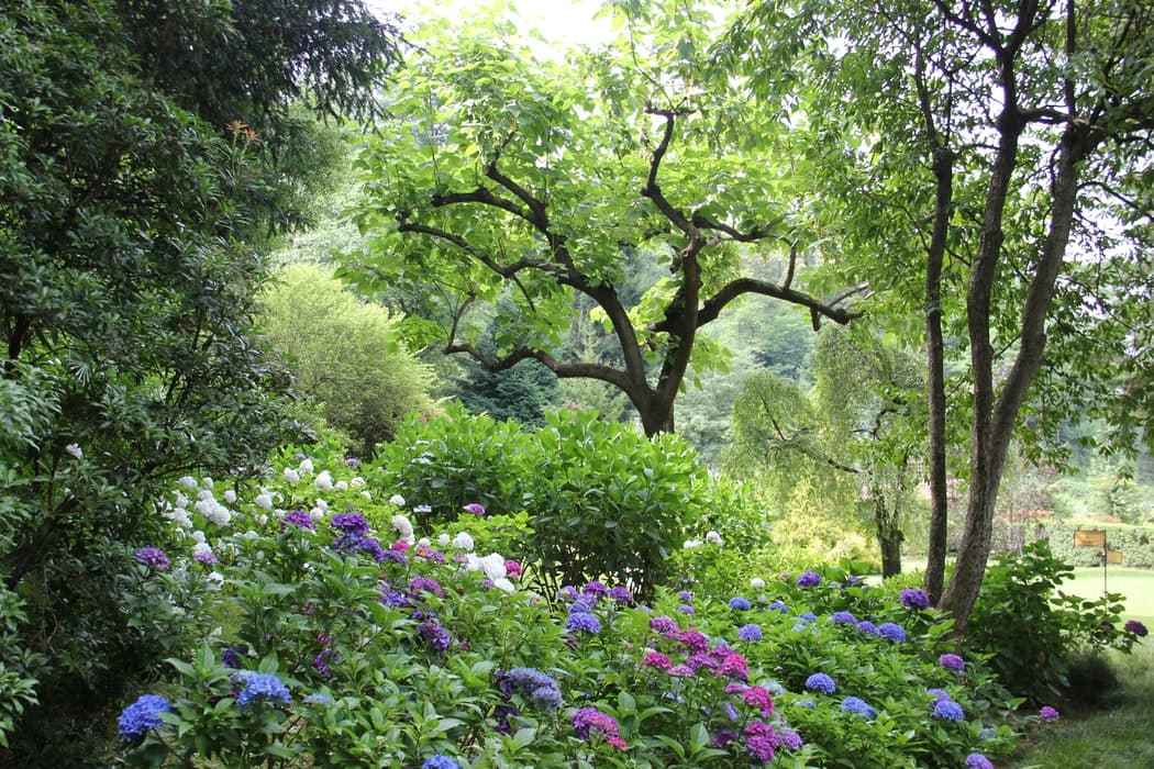 Un bosque urbano en el jardín de casa: el método Miyawaki - todobarro